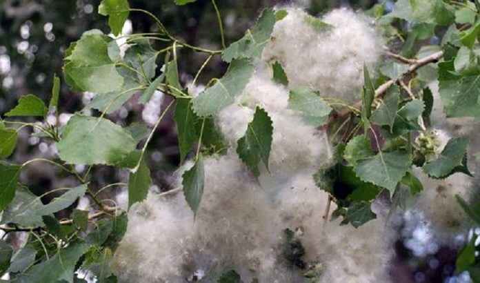 Russian Poplar, COVID19 - A Dangerous 2020 Summer - The Legitimate