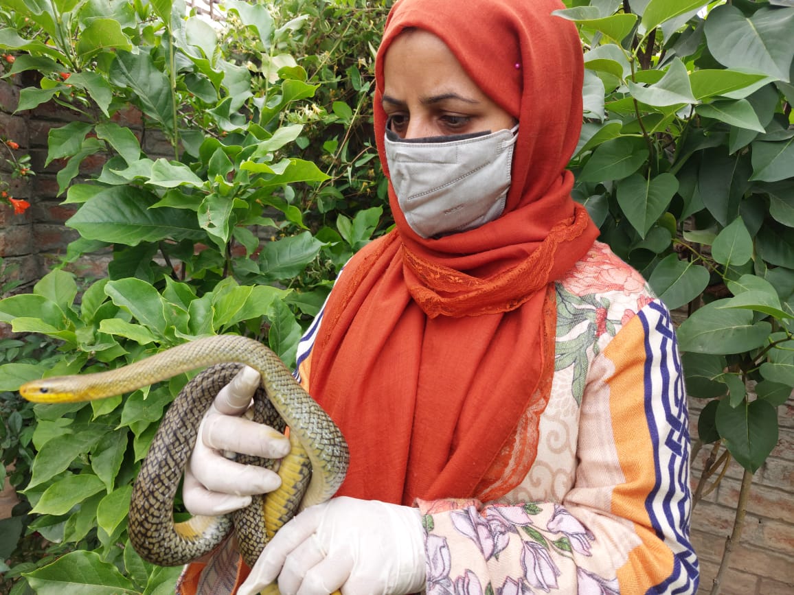 Meet Kashmir’s lone female wildlife expert who rescues snakes, reptiles ...