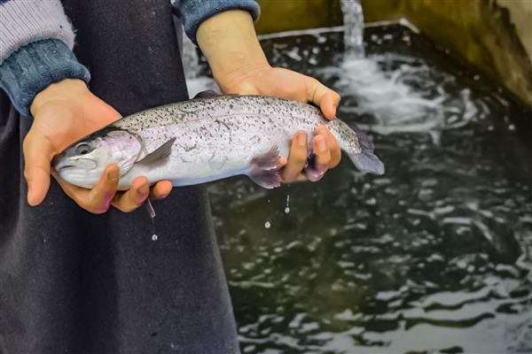 Opportunities in trout farming - The Legitimate